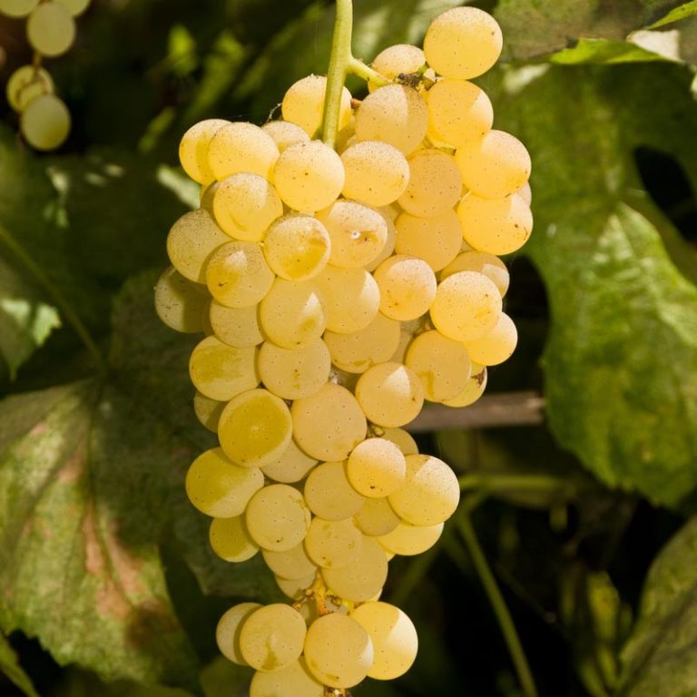 Sadnice Vinove Loze - Rasadnik Nastić