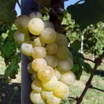 Sadnice Vinove Loze - Rasadnik BotaniQ