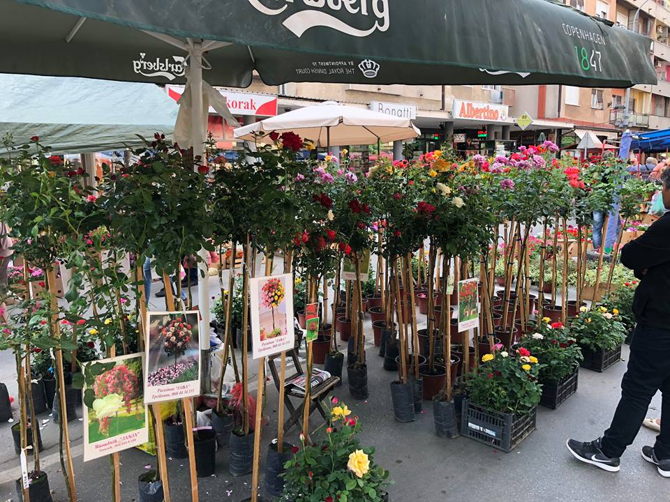 Sadnice Ruža - Rasadnik BotaniQ