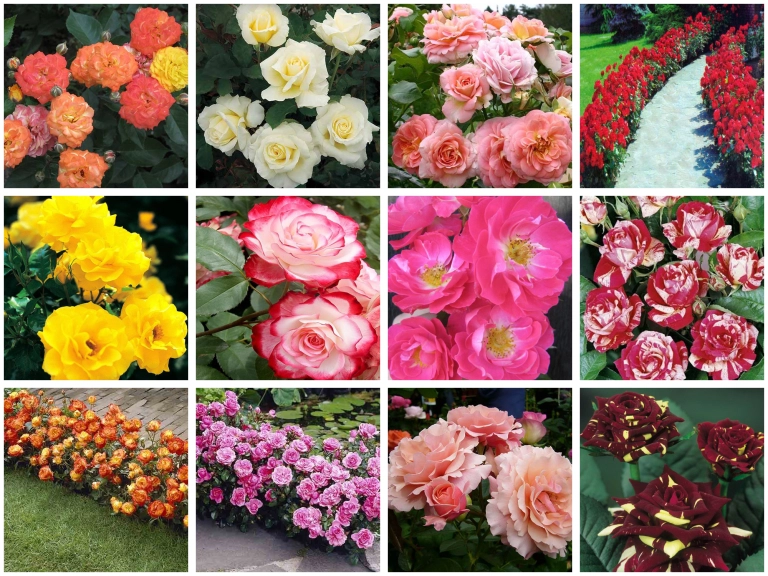 Ruže Polijante - Rasadnik BotaniQ