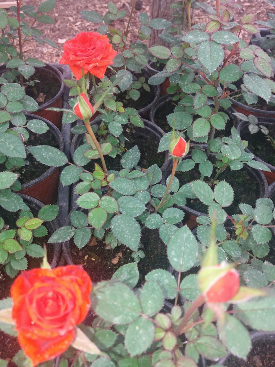 Mini Narandžasta - Rasadnik Nastić