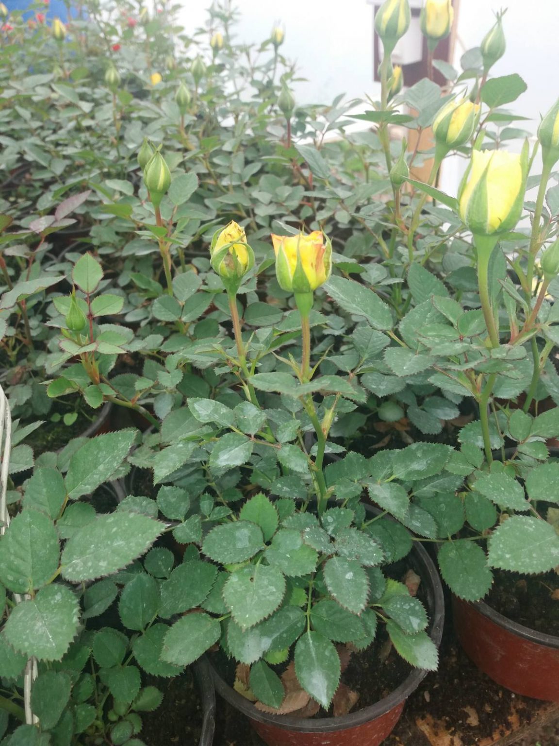 Mini Žuta - Rasadnik Nastić