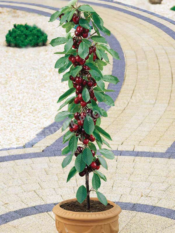 Stubasta Višnja - Rasadnik Nastić